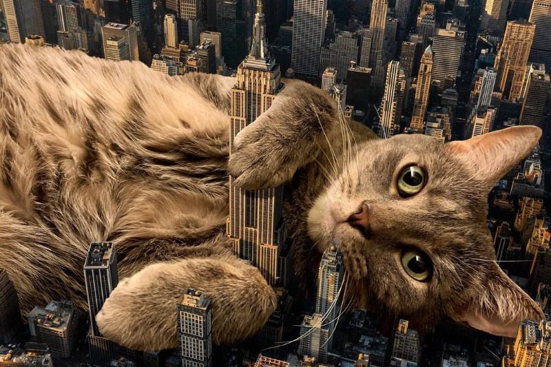 Kolaj sanatçısı Matt McCarthy’nin dev kedileri - bant mag