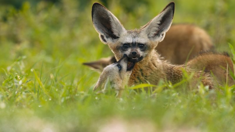 2021: En iyi 40 yabancı belgesel / belgesel serisi - bant mag