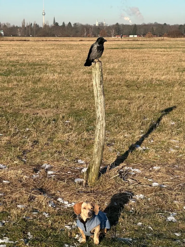 Z Raporu 2024: Burak Erkil - bant mag