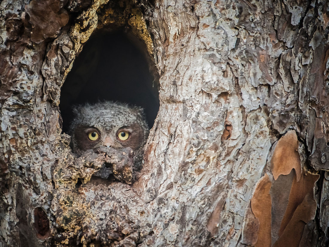 Web Galeri: Graham McGeorge - bant mag